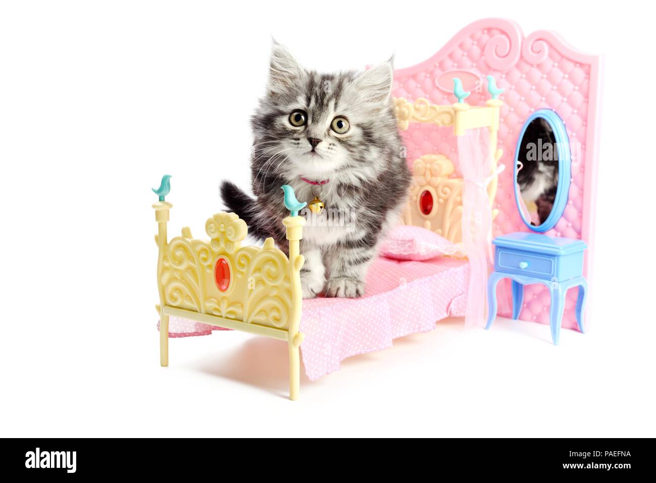 Pink cat bed hi-res stock photography and images - Alamy