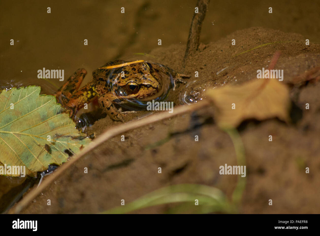 Vancouver island frog hi-res stock photography and images - Alamy