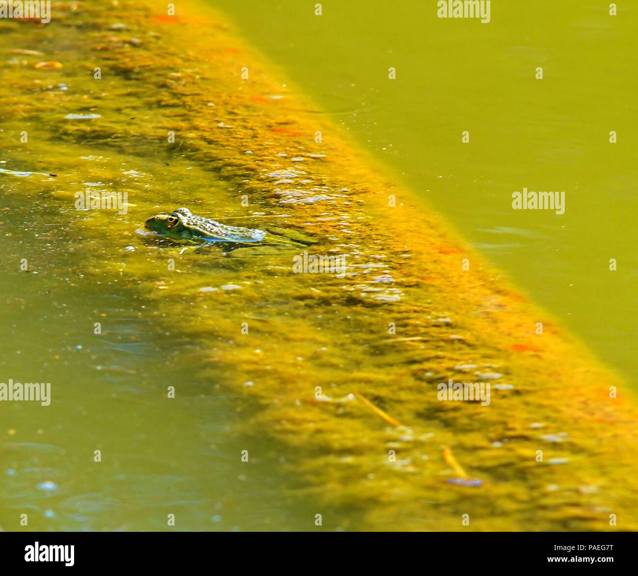 A green edible frog, also known as the Common Water Frog. Frog swimming ...