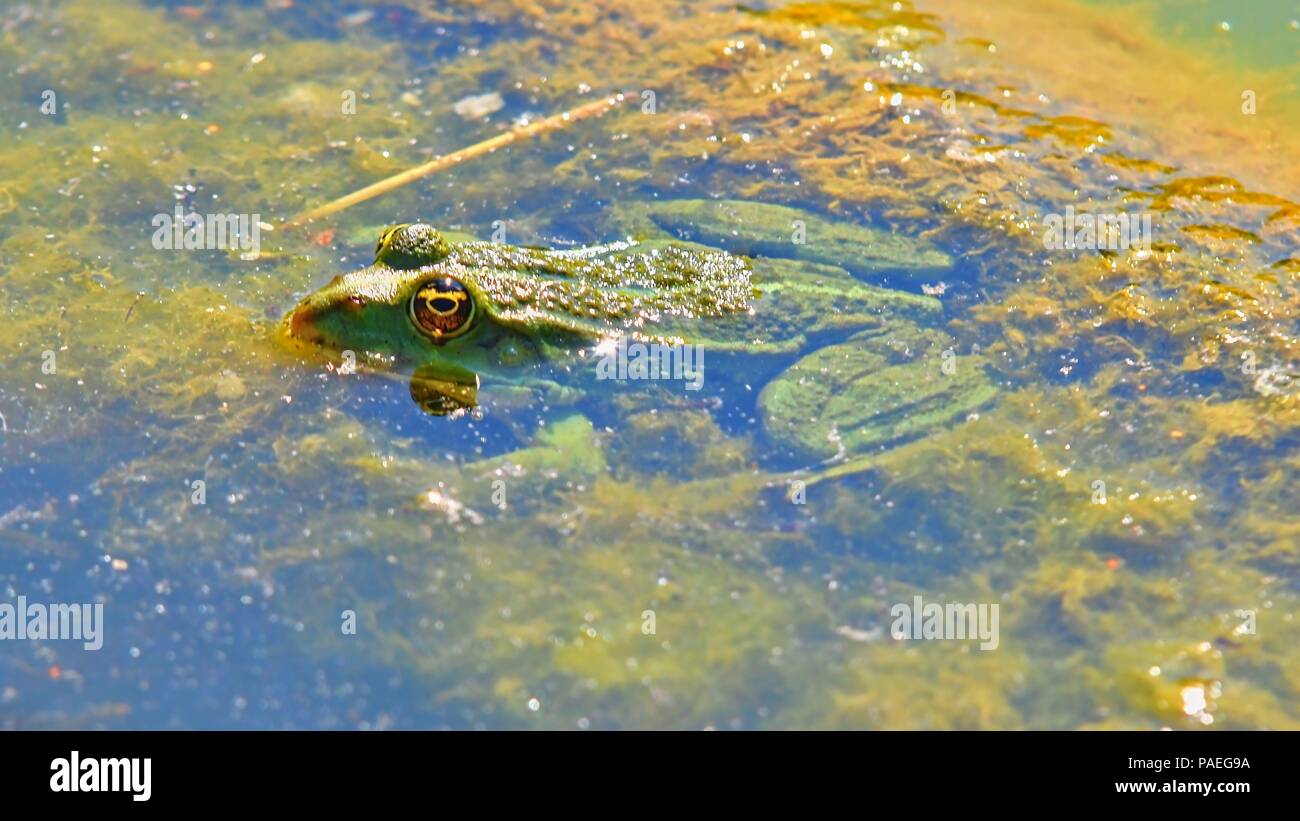 A green edible frog, also known as the Common Water Frog. Frog swimming ...