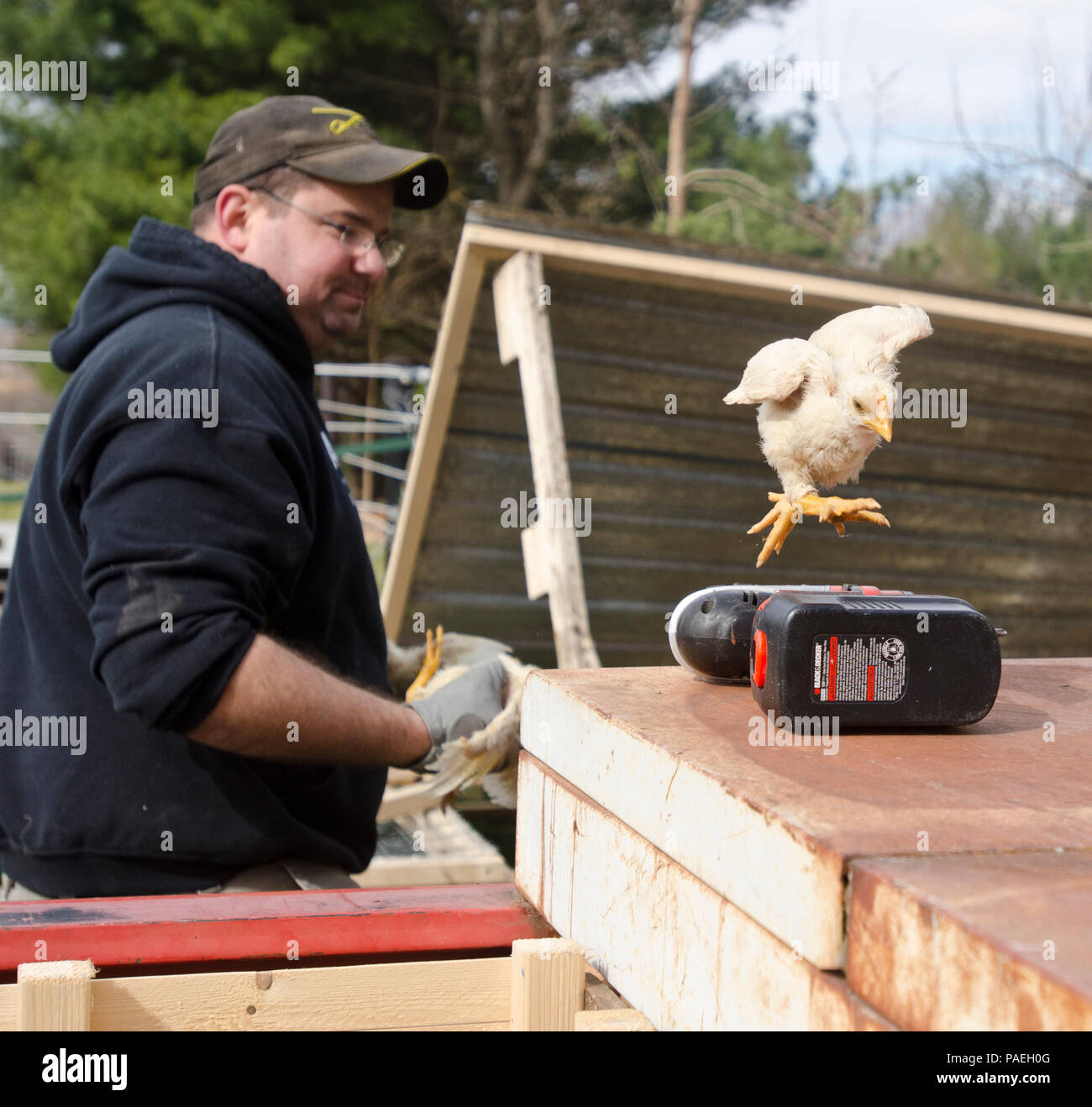 A young, organically raised chicken makes a dashing leap on the back of ...