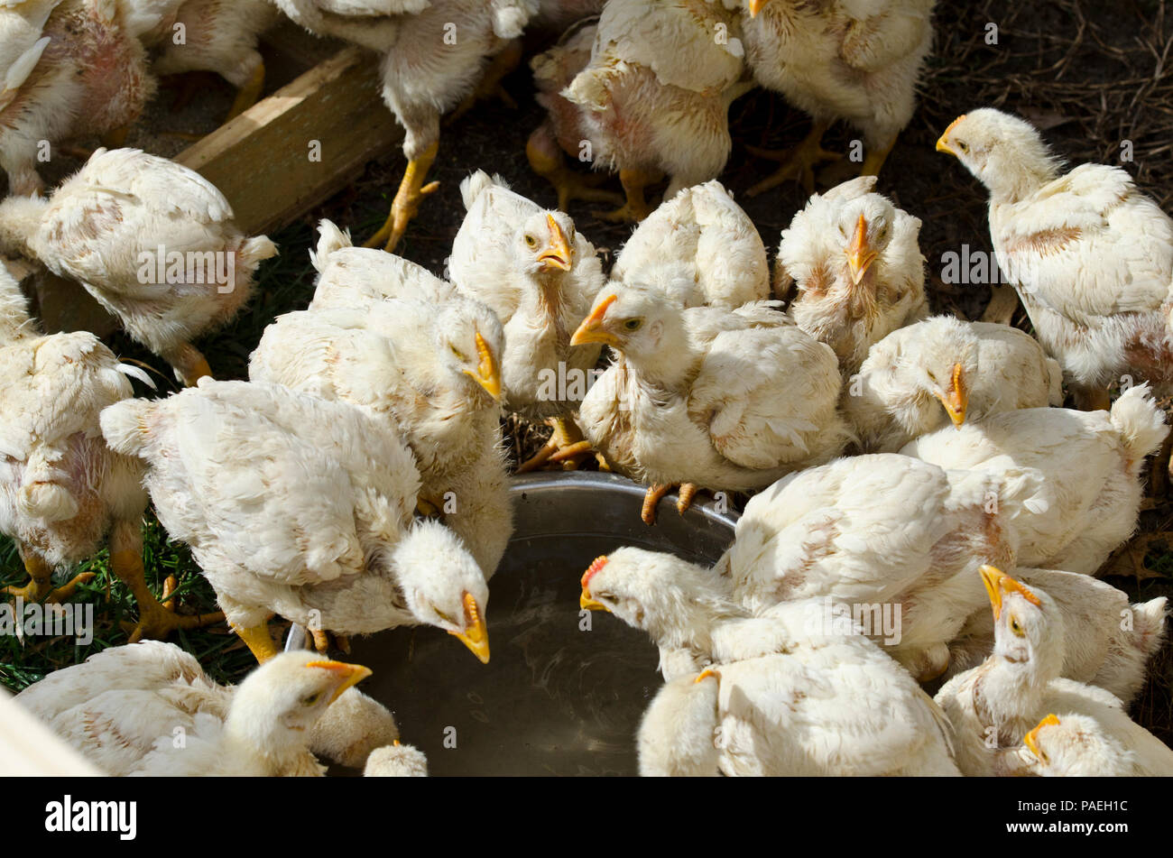Halfacre farm hi-res stock photography and images - Alamy