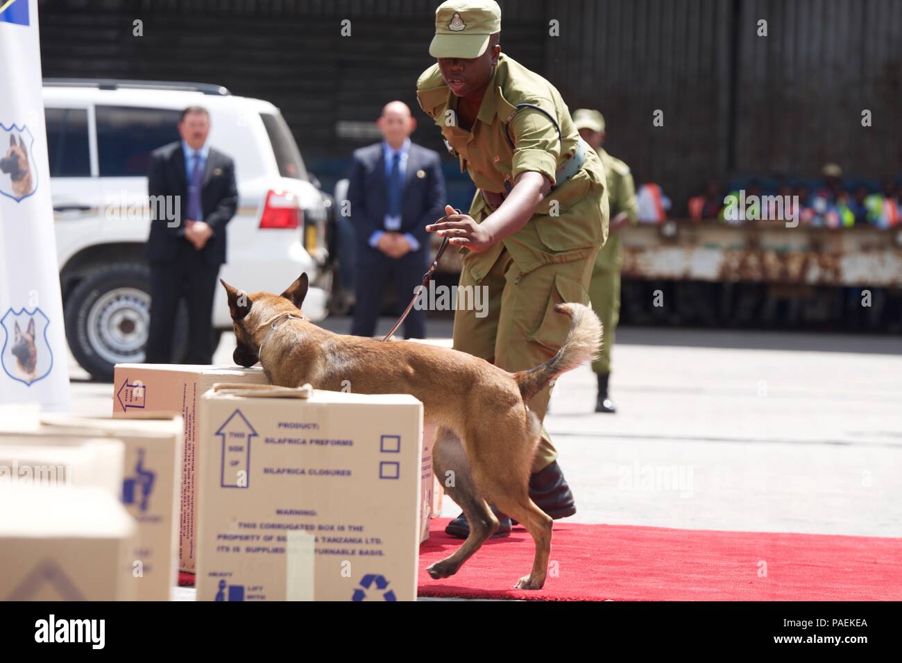 A Tanzanian working dog team demonstrates a Belgian Malinois’ ivory ...