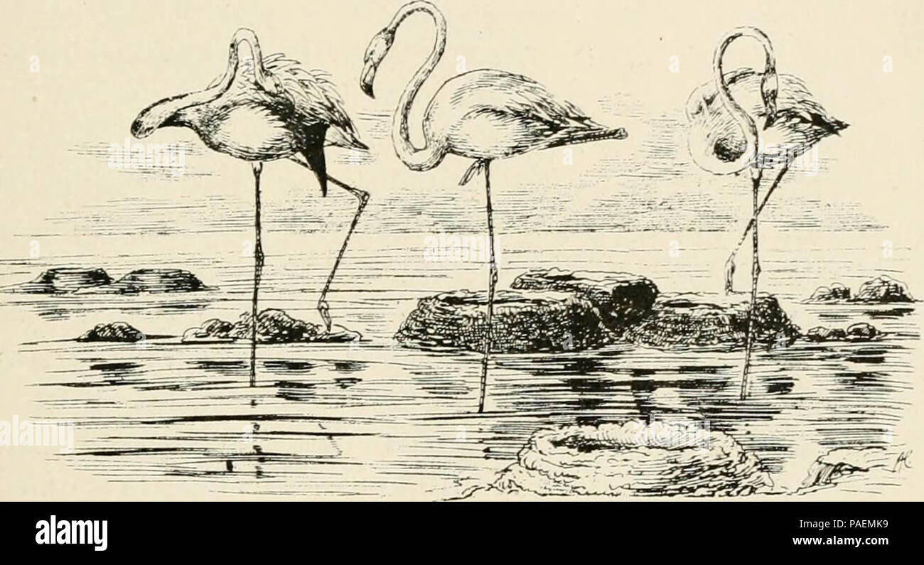 "Wild Spain ... records of sport with rifle, rod, and gun, natural ...
