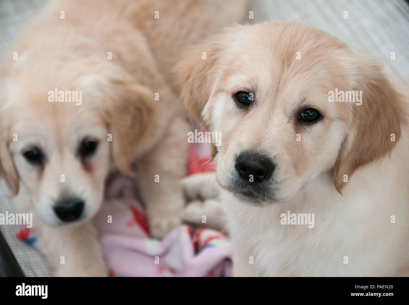 These two golden retriever puppies are some of the newest recruits for ...