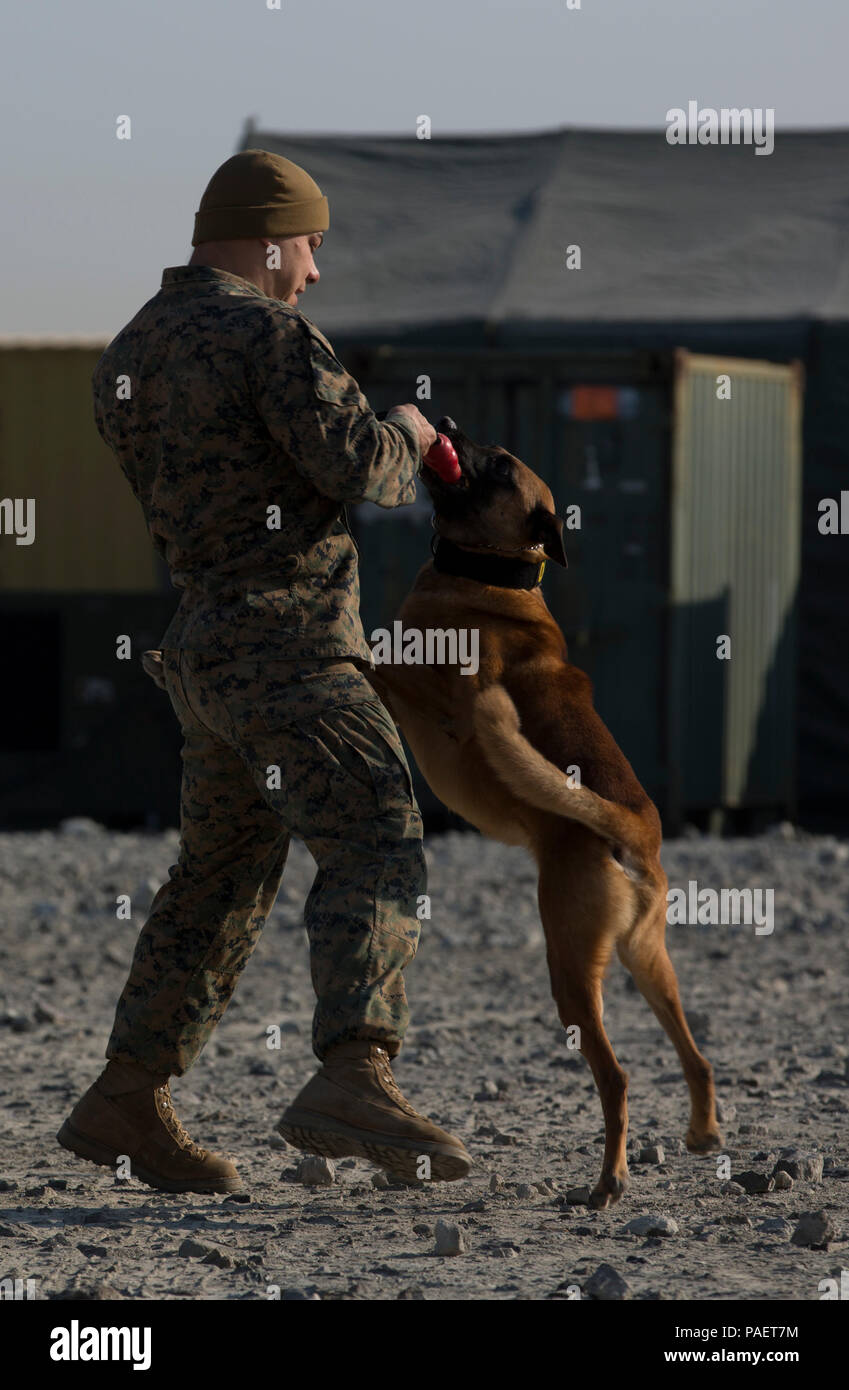 U.S. Marine Corps Cpl. Donald Hesse, K9 handler, rewards military ...
