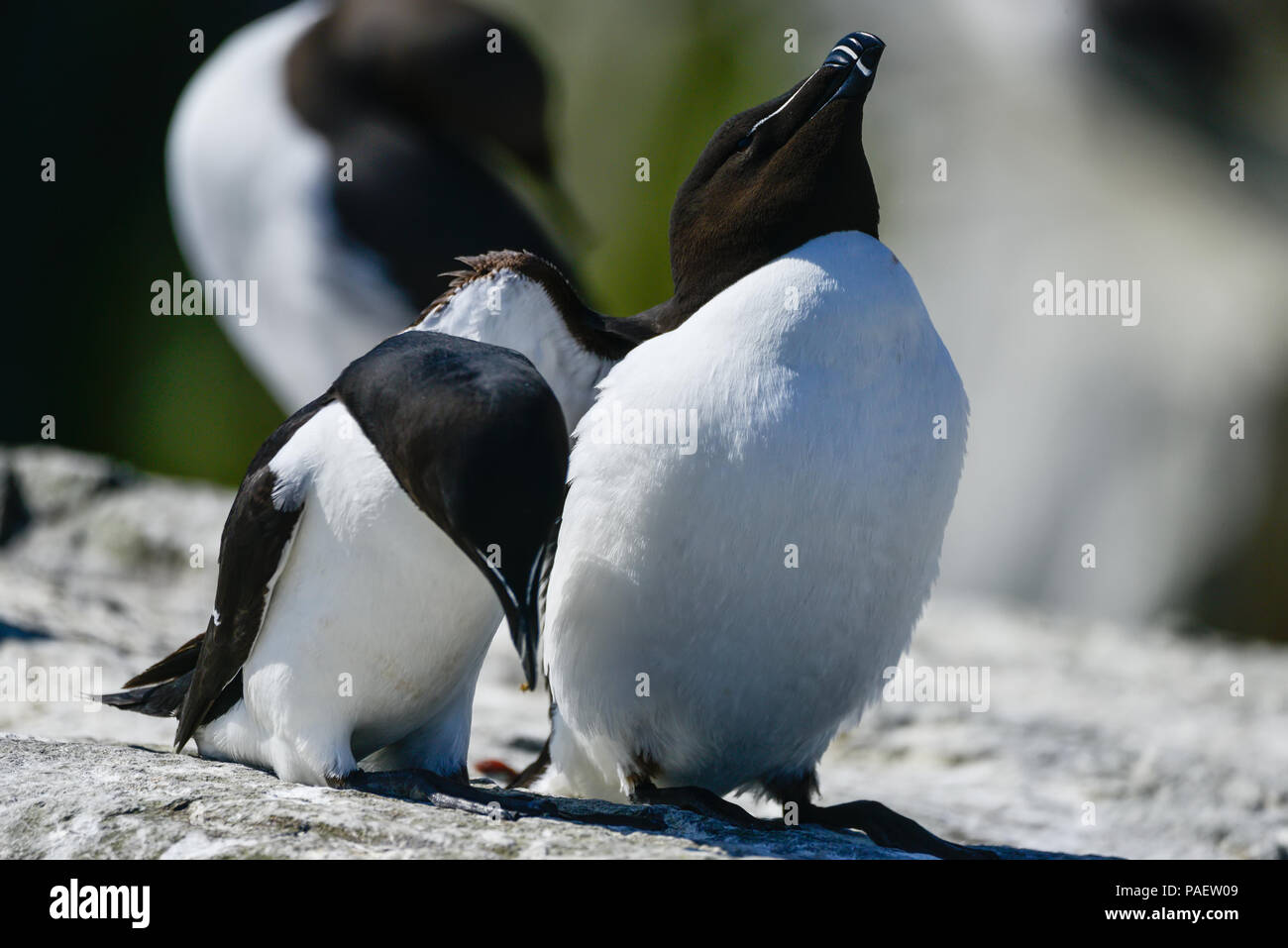 Razorbill birds hi-res stock photography and images - Alamy