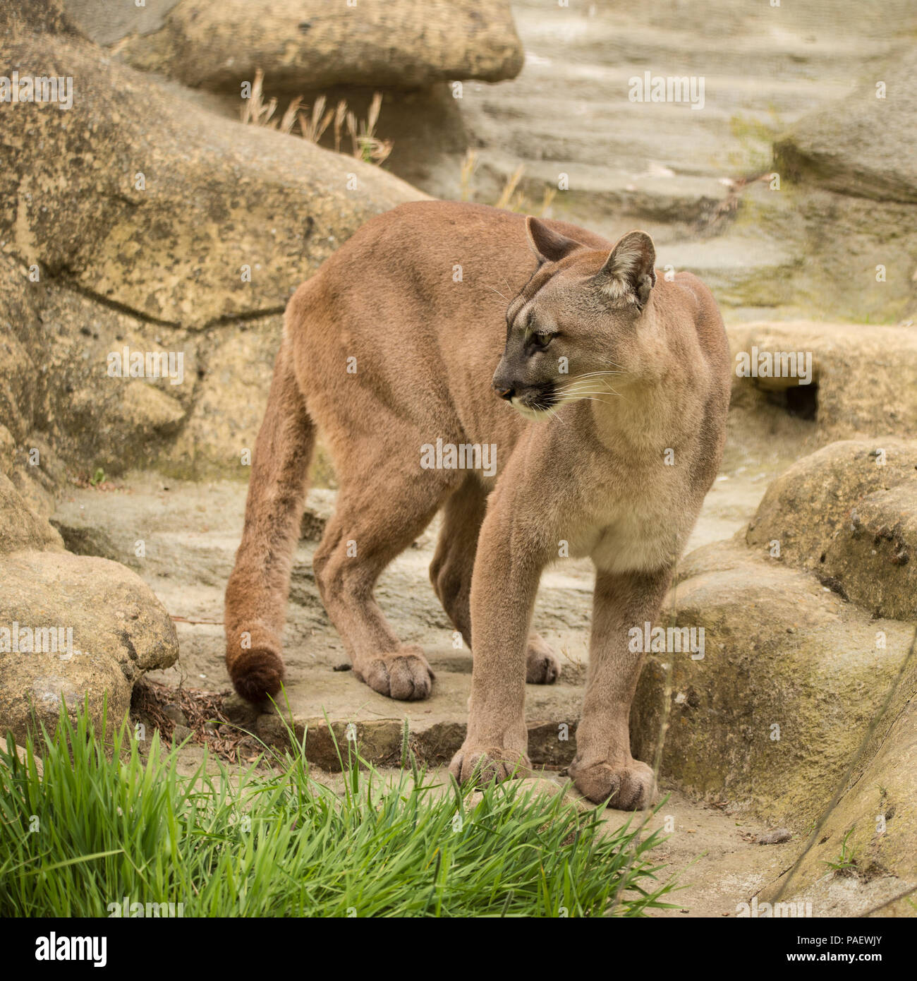 Beautiful image of Puma Concolor among rocks in colorful landscape ...