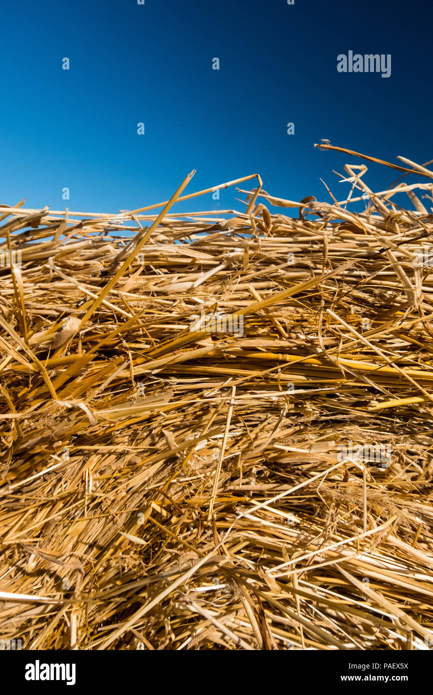 Hay texture with deep blue sky. Vertical view Stock Photo - Alamy