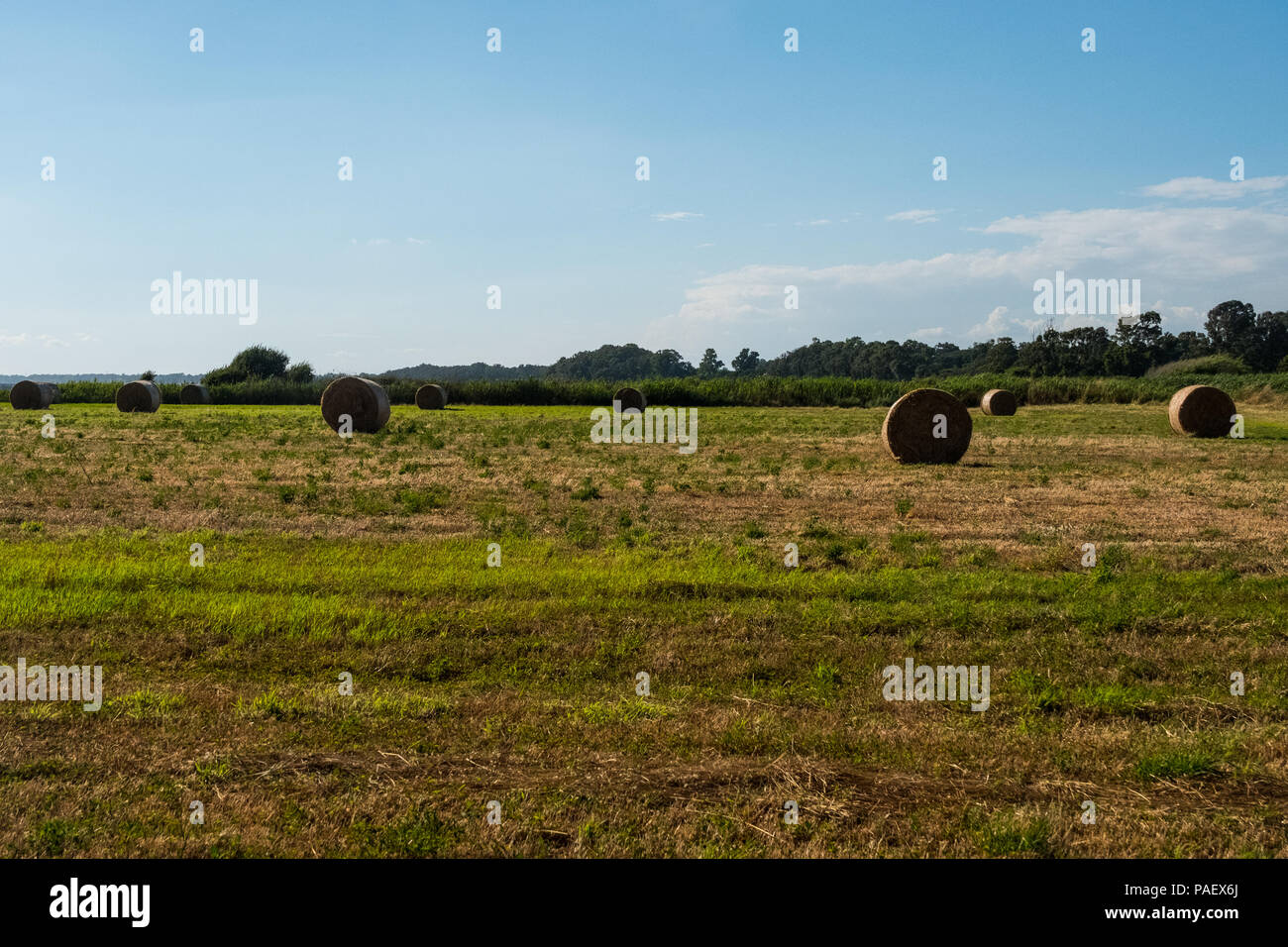 Landscape background of straw bales in a field Stock Photo - Alamy
