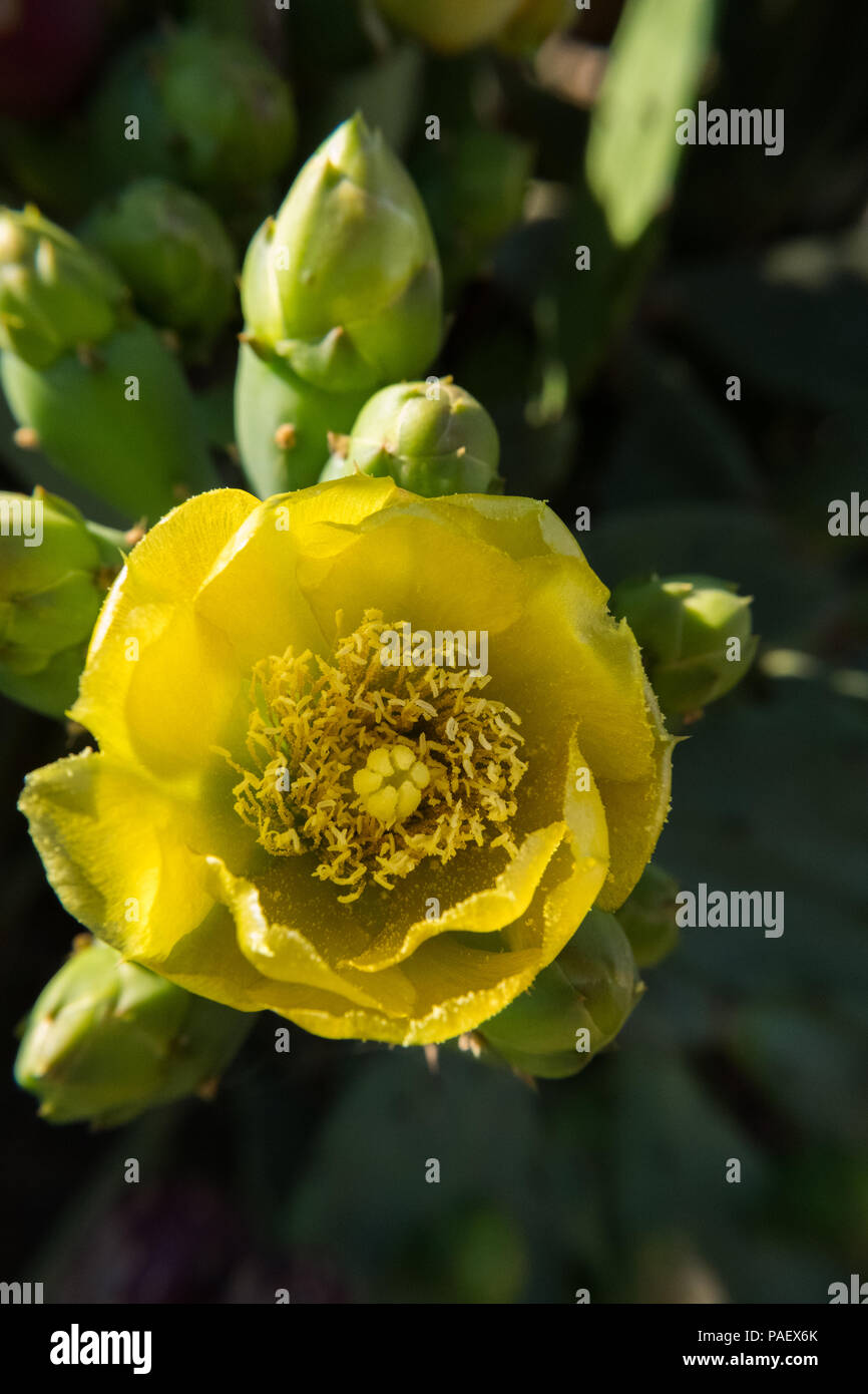 Close-up of Prickly pear yellow flower and fruits Stock Photo - Alamy