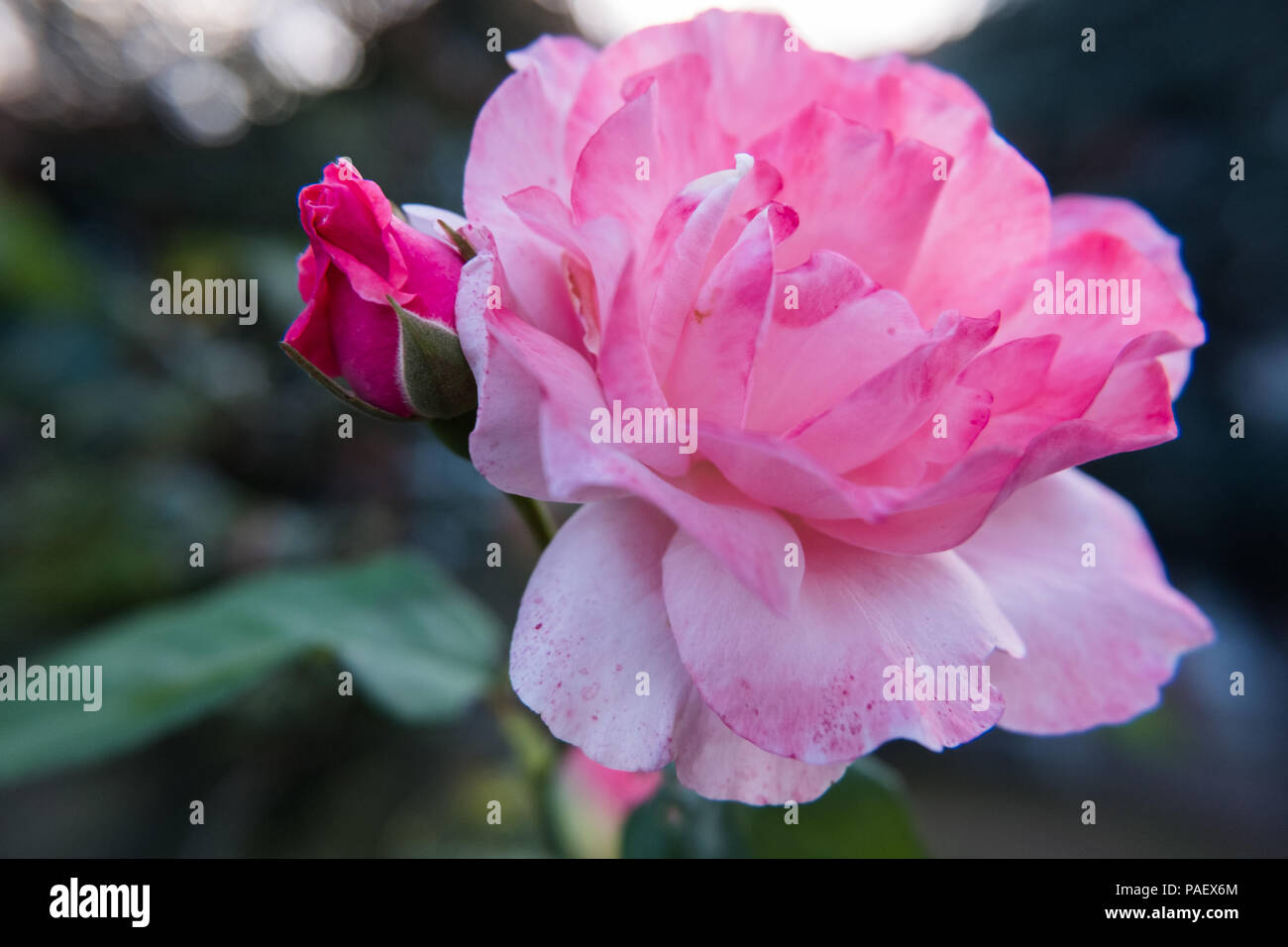 Pink rose flower with a bud in the background Stock Photo - Alamy