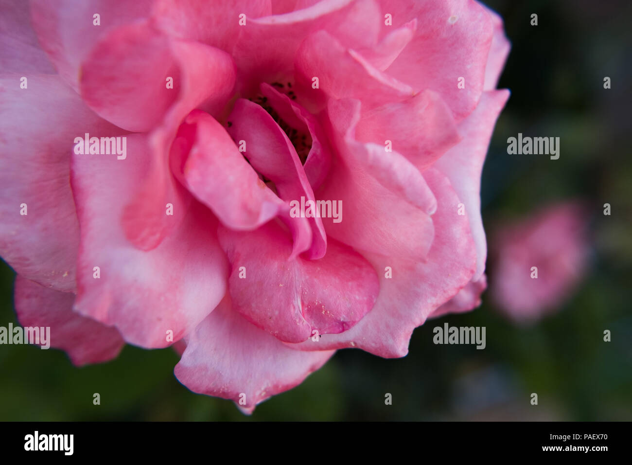Close-up of a beautiful pink rose flower Stock Photo - Alamy