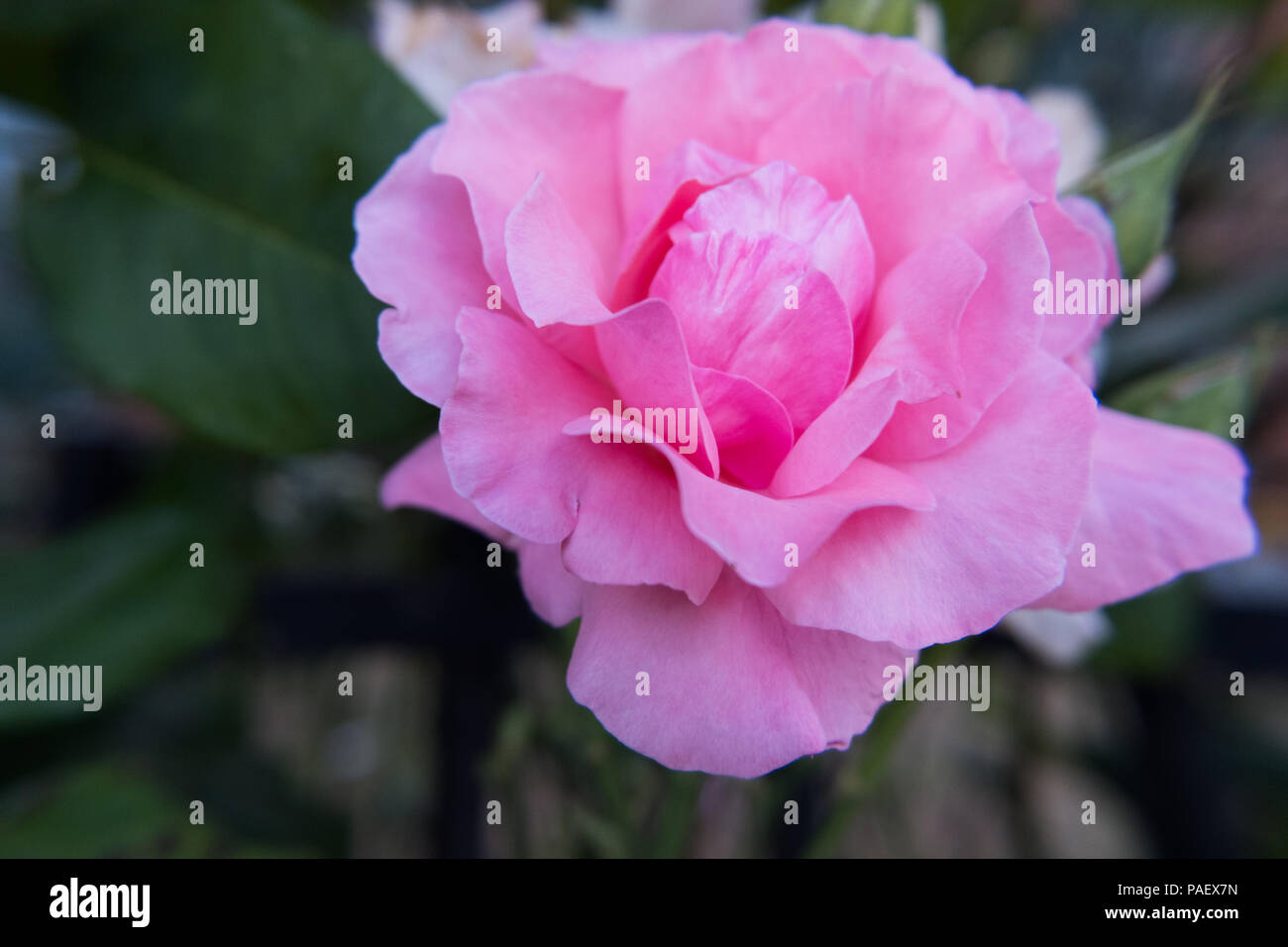 Light pink rose flower Stock Photo - Alamy