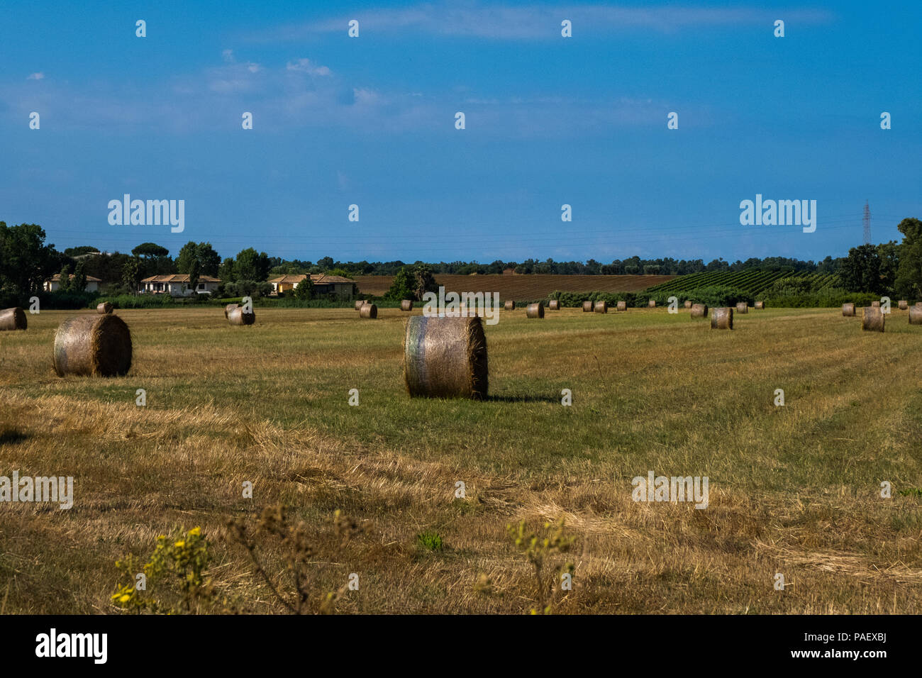 Landscape background of hay roles in a field Stock Photo - Alamy