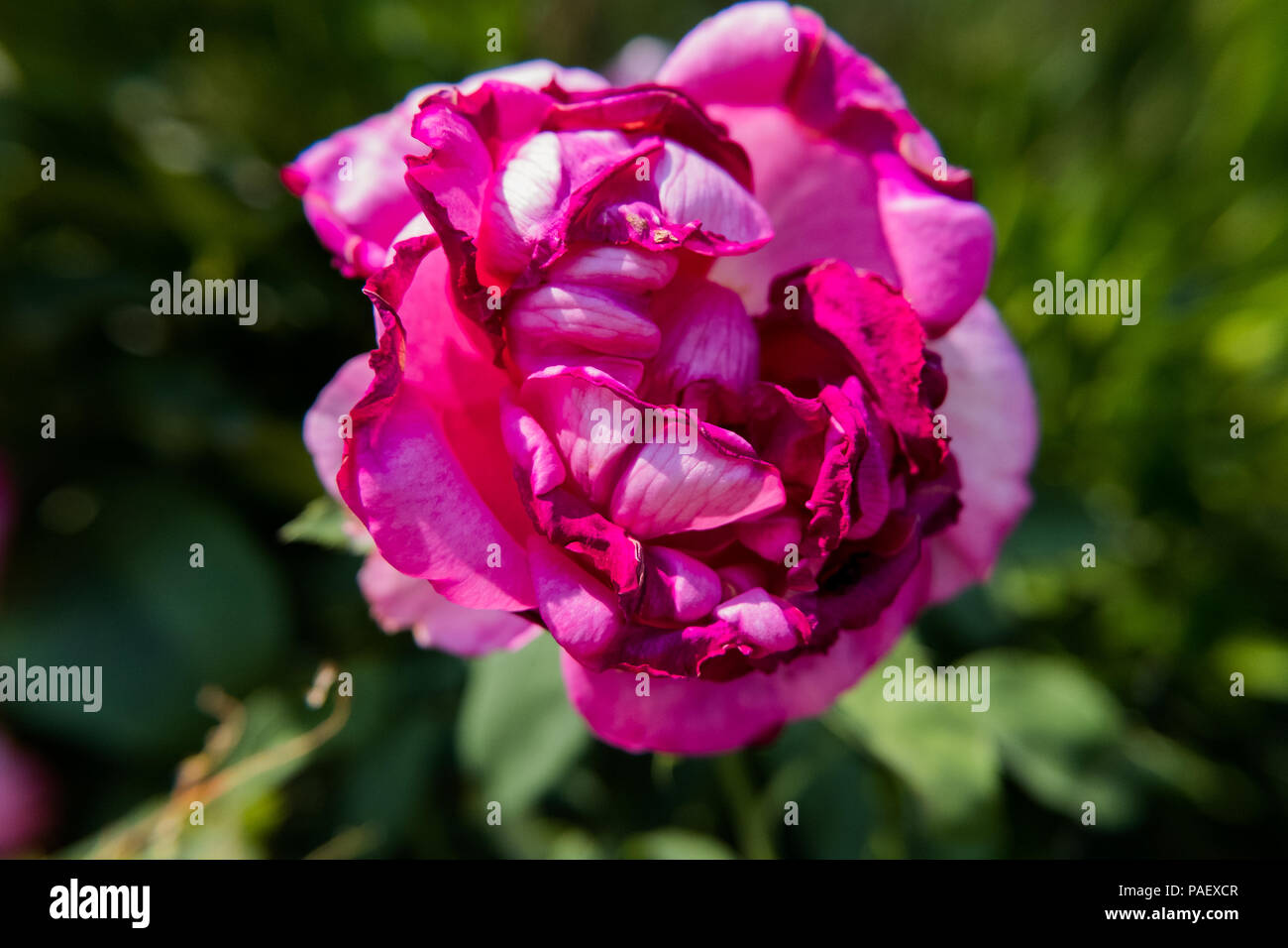 Petal edges detail hi-res stock photography and images - Alamy