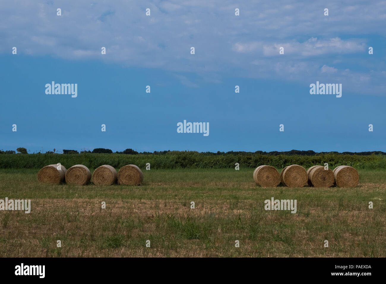 Landscape background of hay bales aligned Stock Photo - Alamy