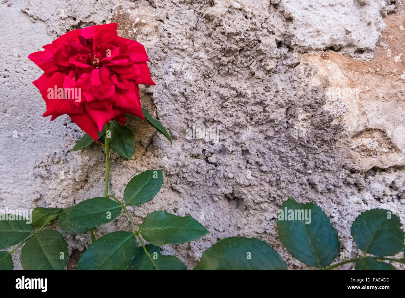 Concrete wall on the background of a red rose flower Stock Photo - Alamy
