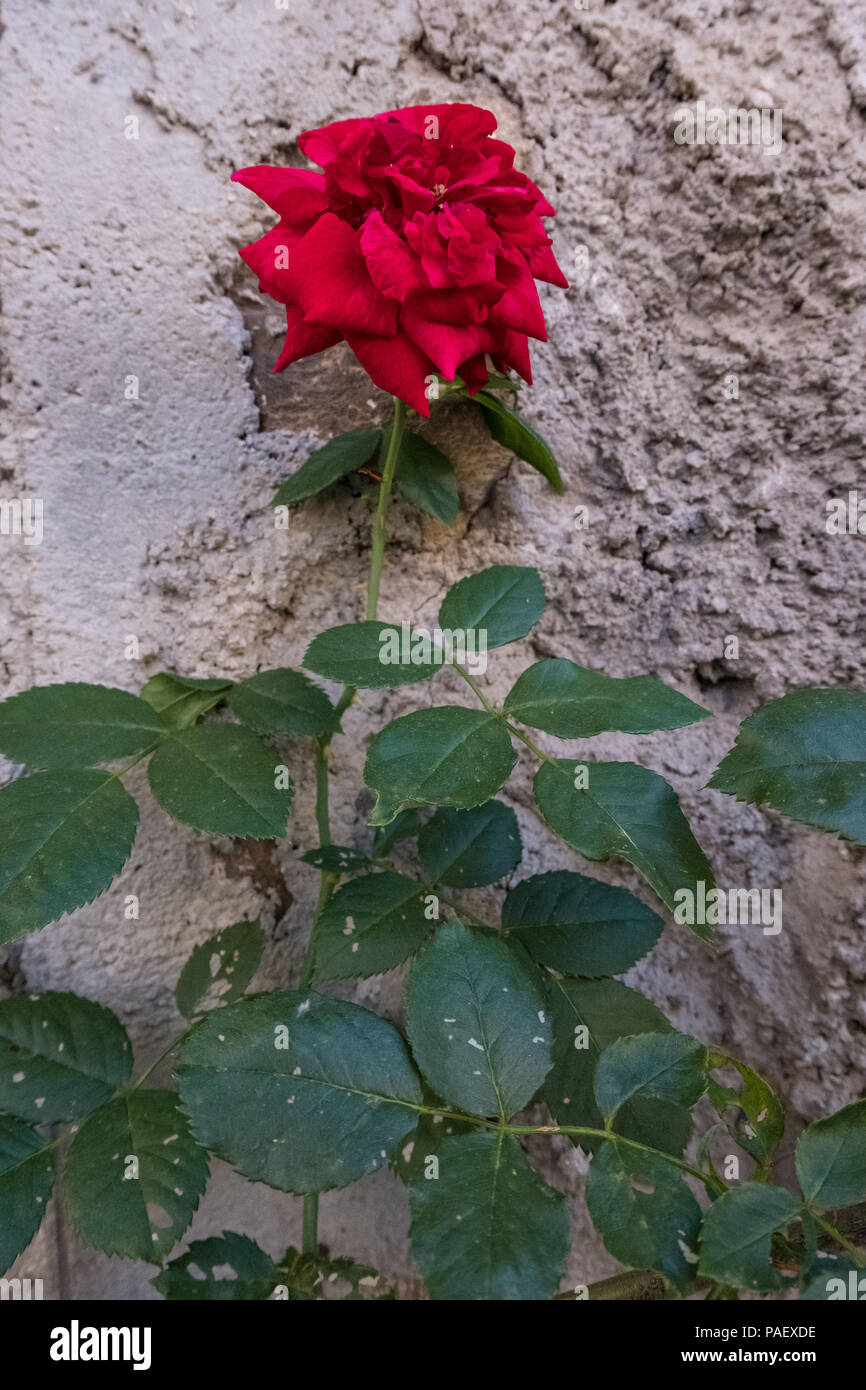Vertical image of a red rose flower Stock Photo - Alamy
