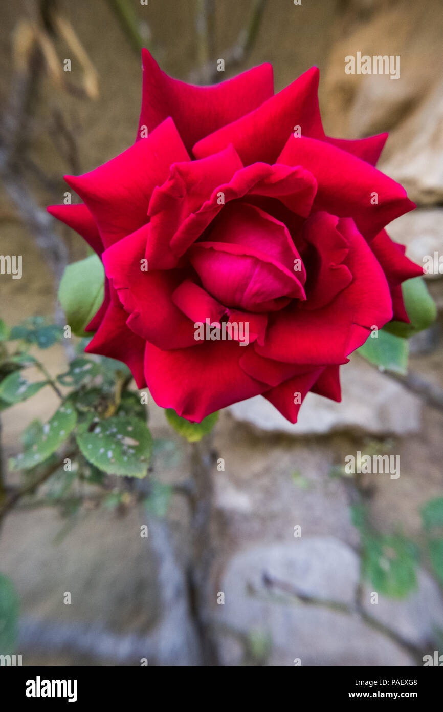 Stone wall behind a red rose flower Stock Photo - Alamy