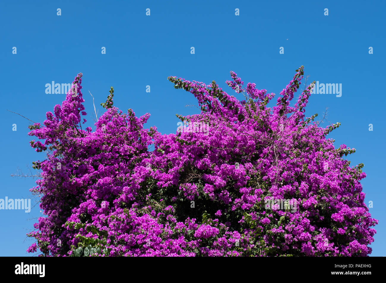 Bougainvillea flower tree and blue sky in the background Stock Photo ...