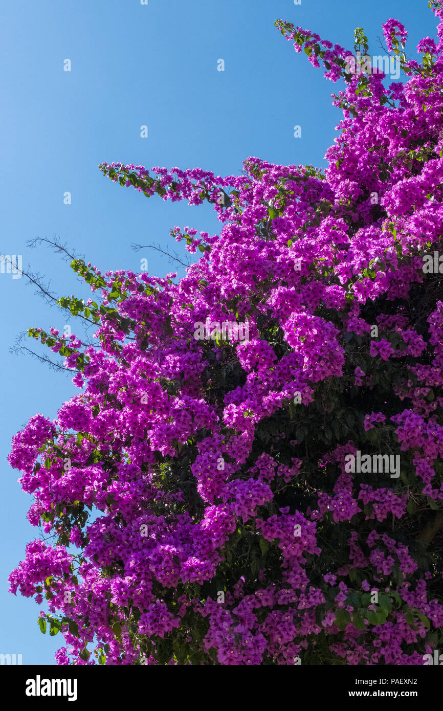 Vertical view of a bougainvillea flower tree Stock Photo - Alamy