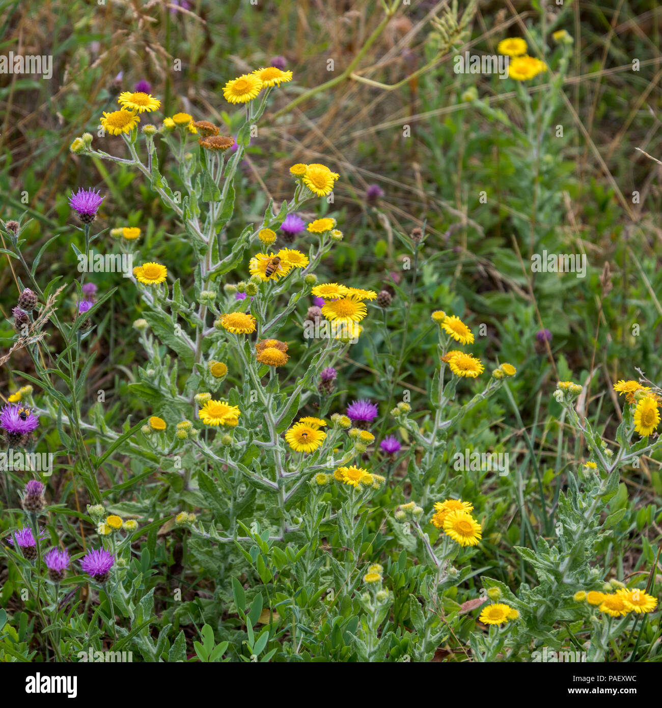 Meadow False Fleabane Stock Photos & Meadow False Fleabane Stock Images ...
