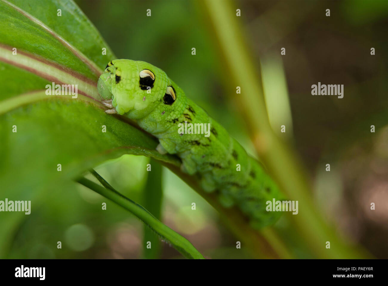 A large green caterpillar of a butterfly hawk-moth (Deilephila elpenor ...