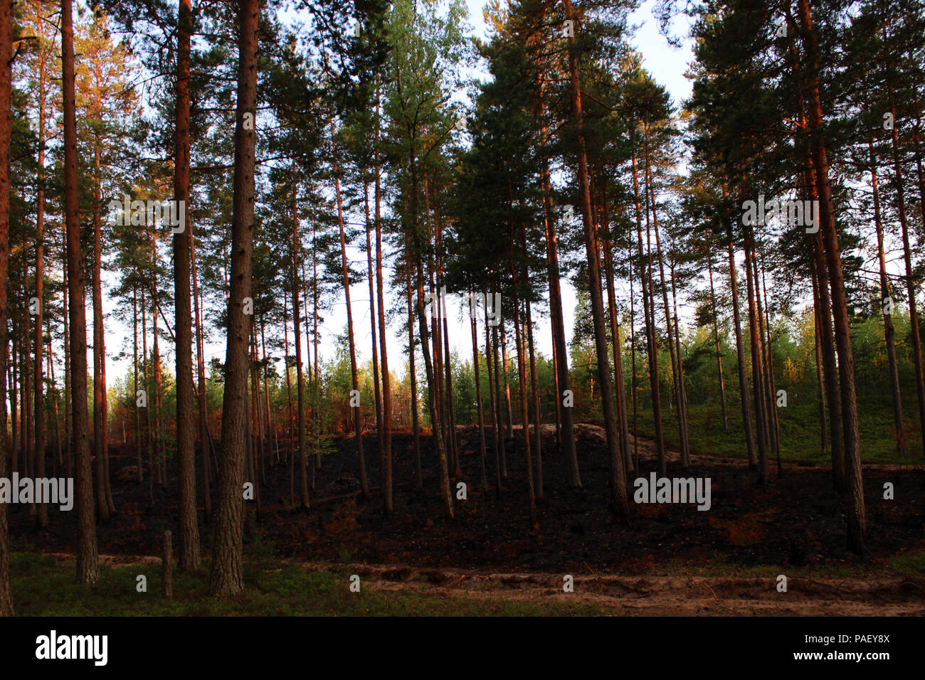 pine forest after a fire. burnt earth with black soot. Leningrad Region ...