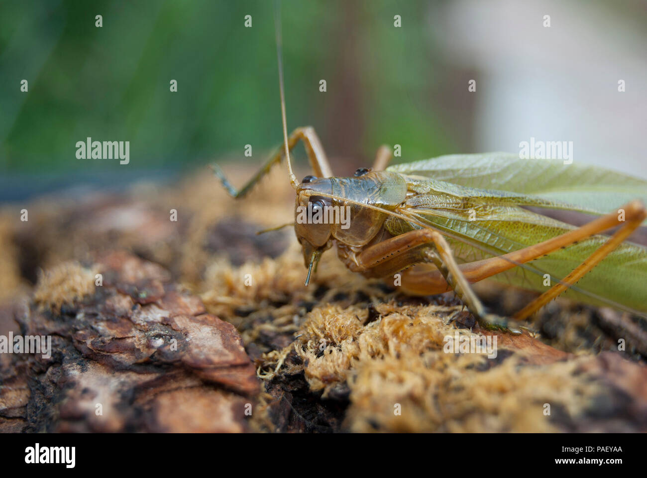 Locusts are sitting on the bark of the old tree. Close-up Stock Photo ...