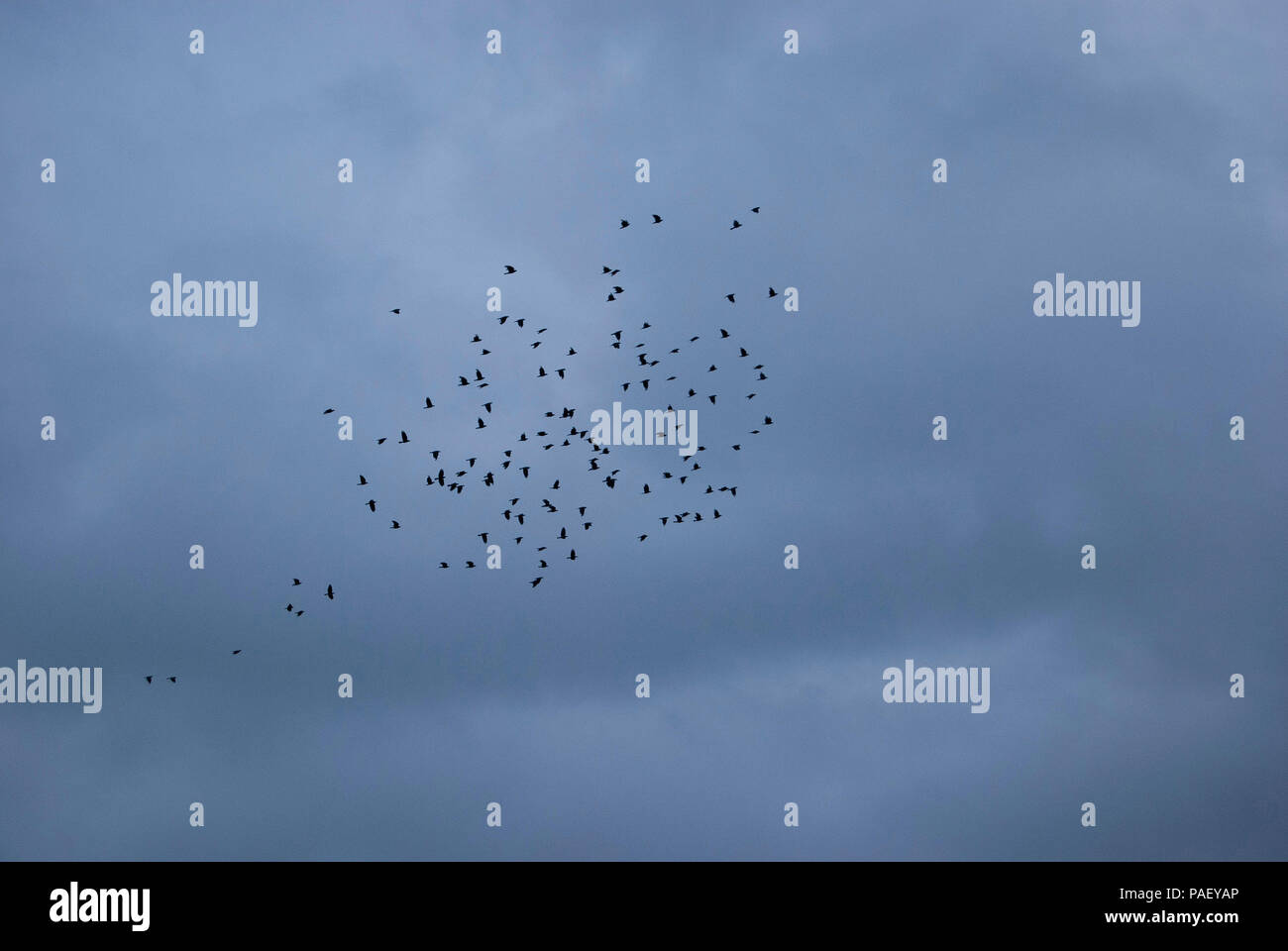 Swarm of crows hi-res stock photography and images - Alamy
