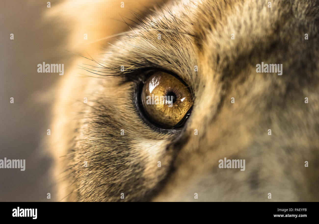 Dublin zoo lion hi-res stock photography and images - Alamy