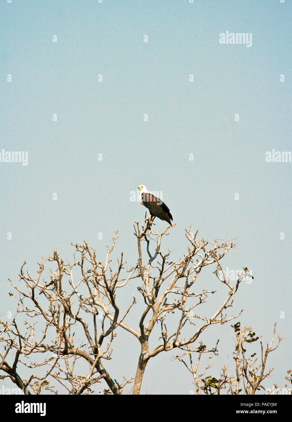 African fish eagle Haliaeetus vocifer perched in a tree. Mana Pools ...
