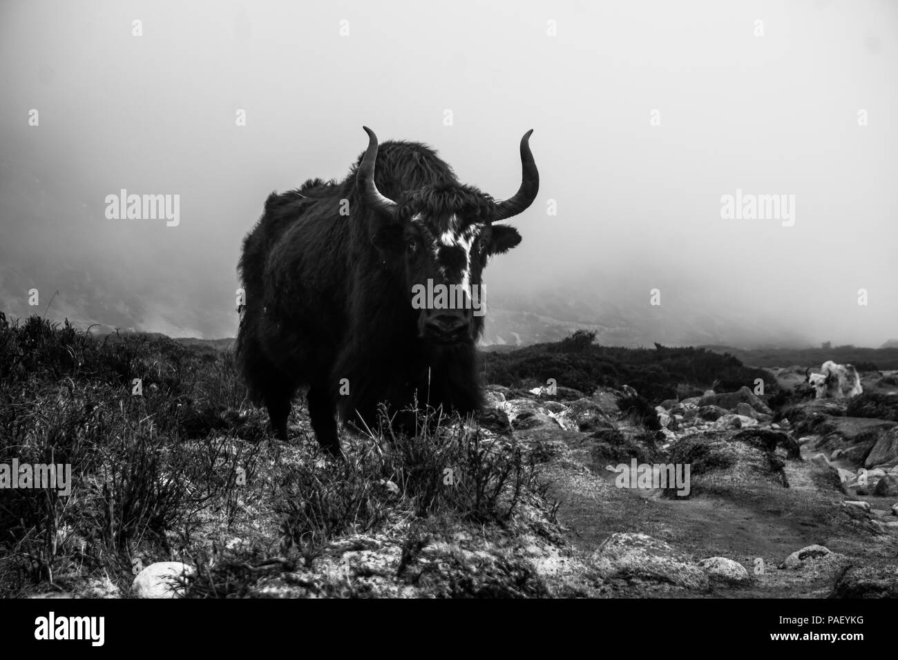 Yak animal Black and White Stock Photos & Images - Alamy