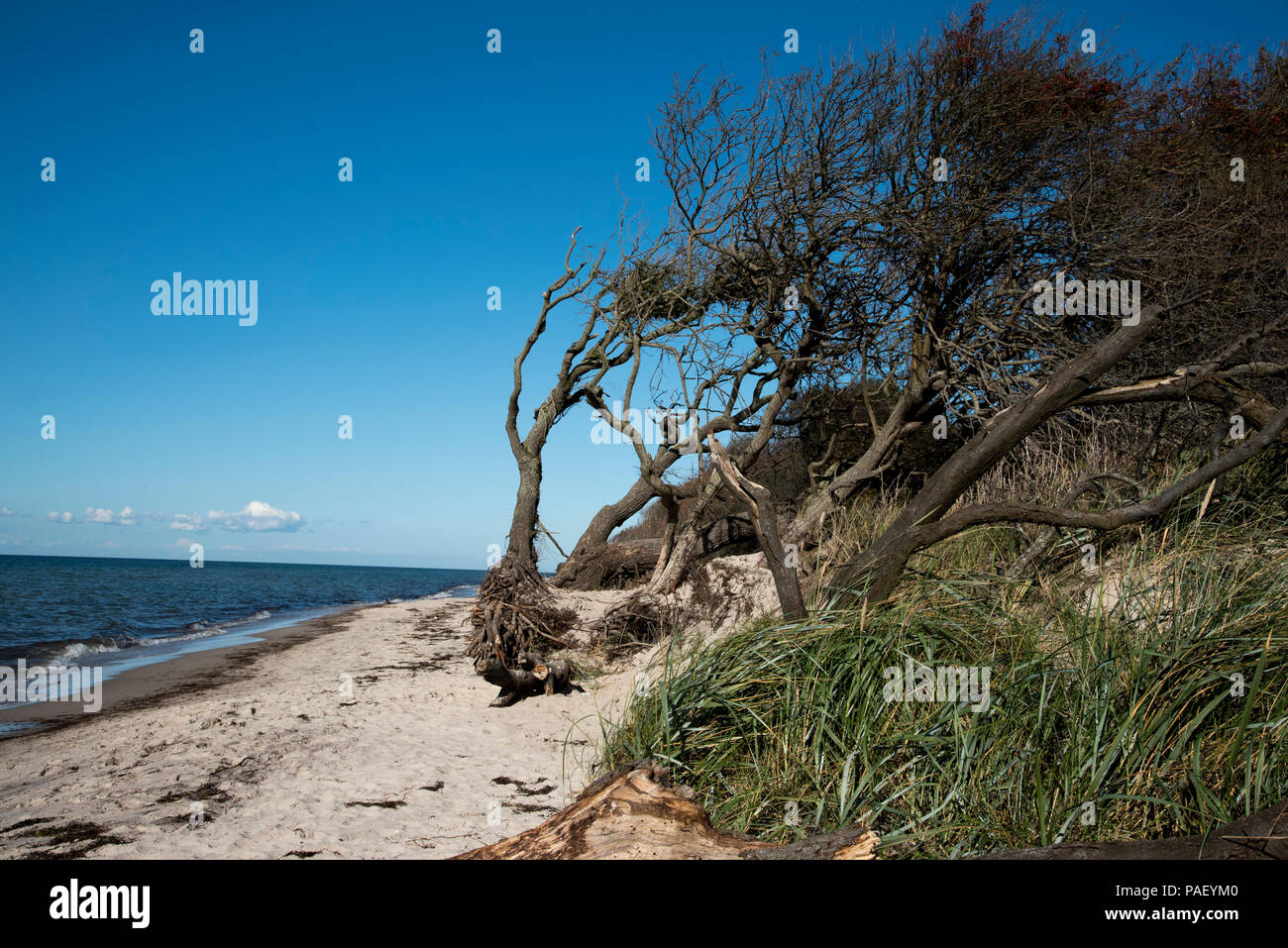 There is a sandy beach at the West coast of Darß peninsula in ...