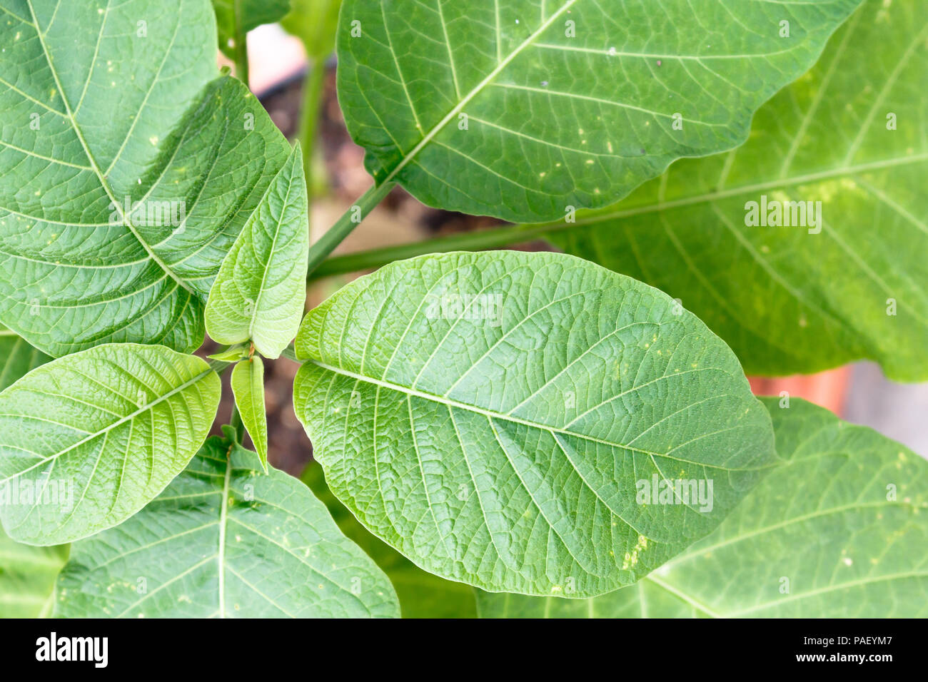 Plants with nature and fresh hi-res stock photography and images - Alamy