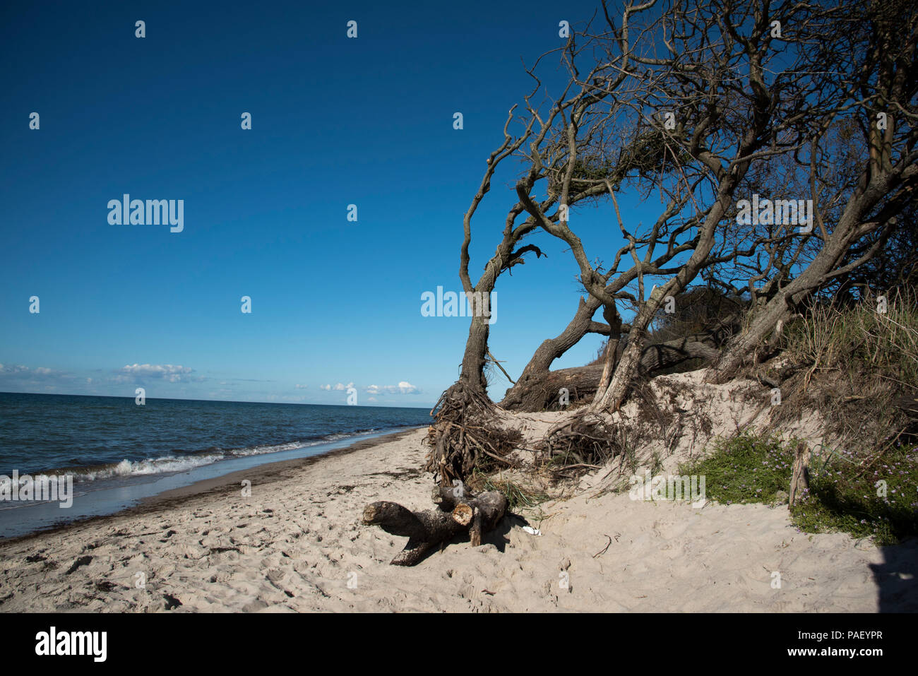 There is a sandy beach at the West coast of Darß peninsula in ...