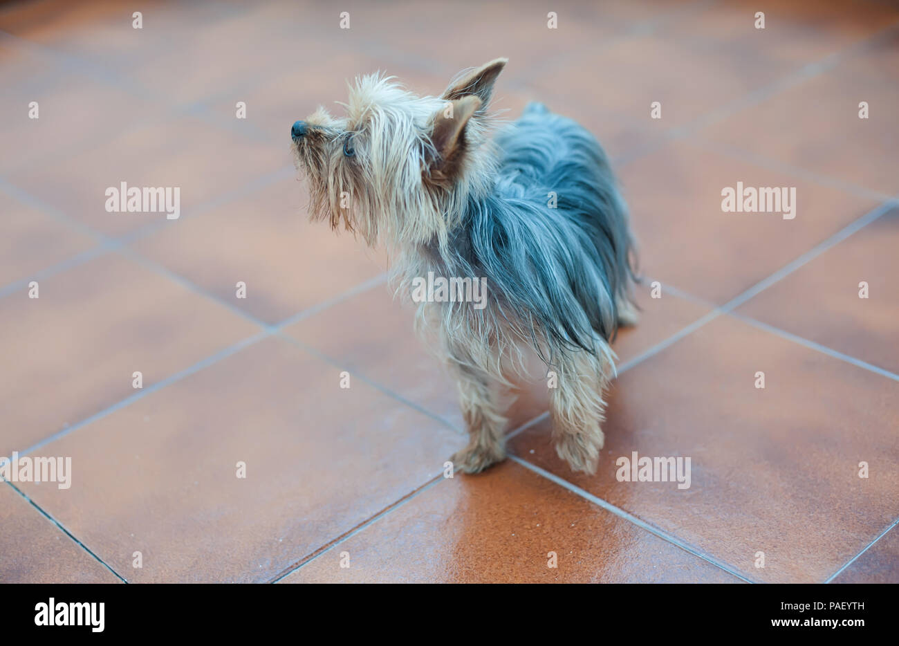 Dog sideways view hi-res stock photography and images - Alamy