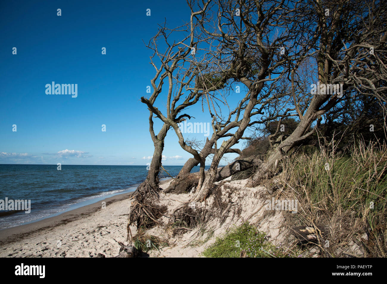 There is a sandy beach at the West coast of Darß peninsula in ...