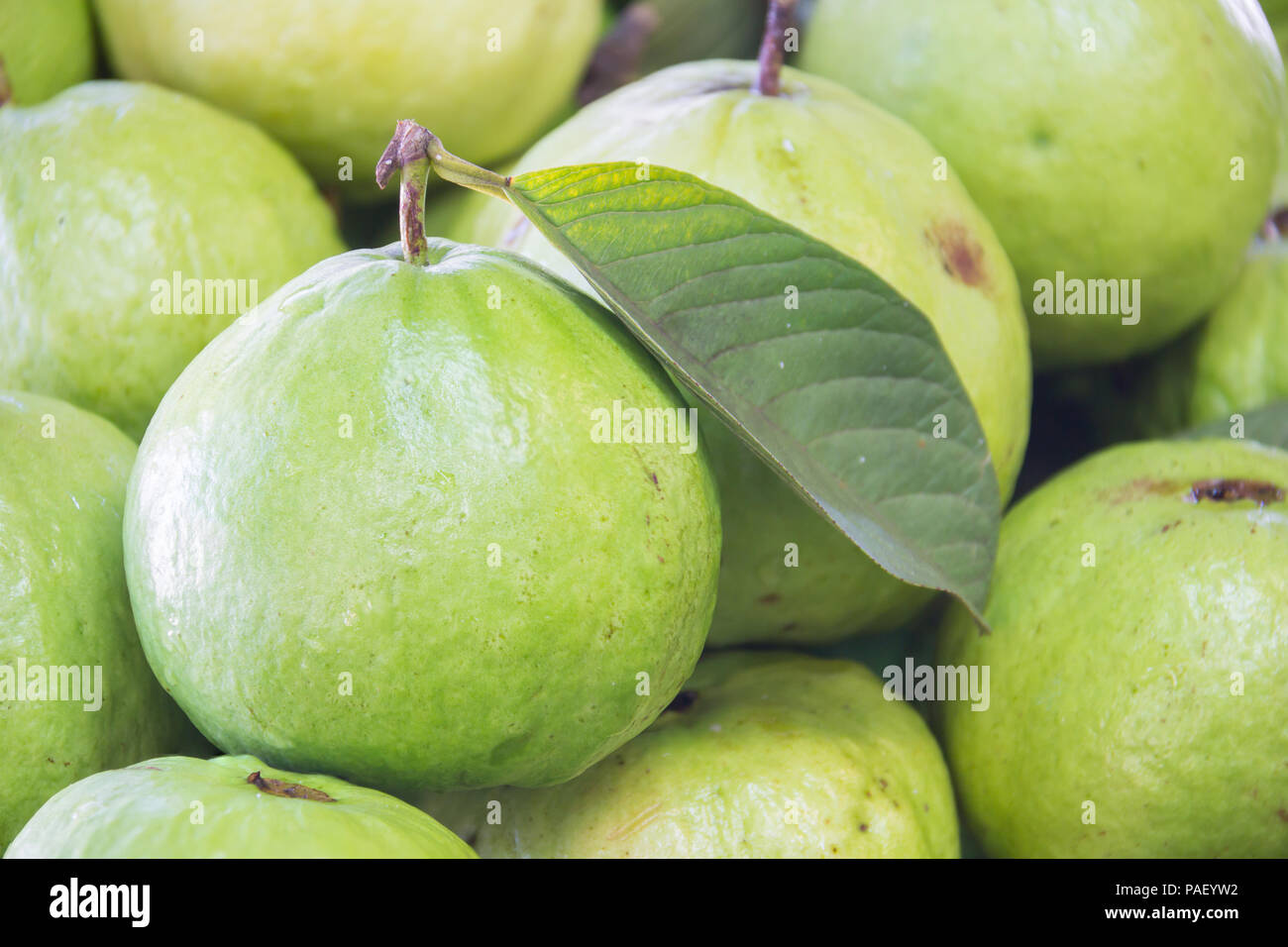 Fresh ripe guava Stock Photo - Alamy