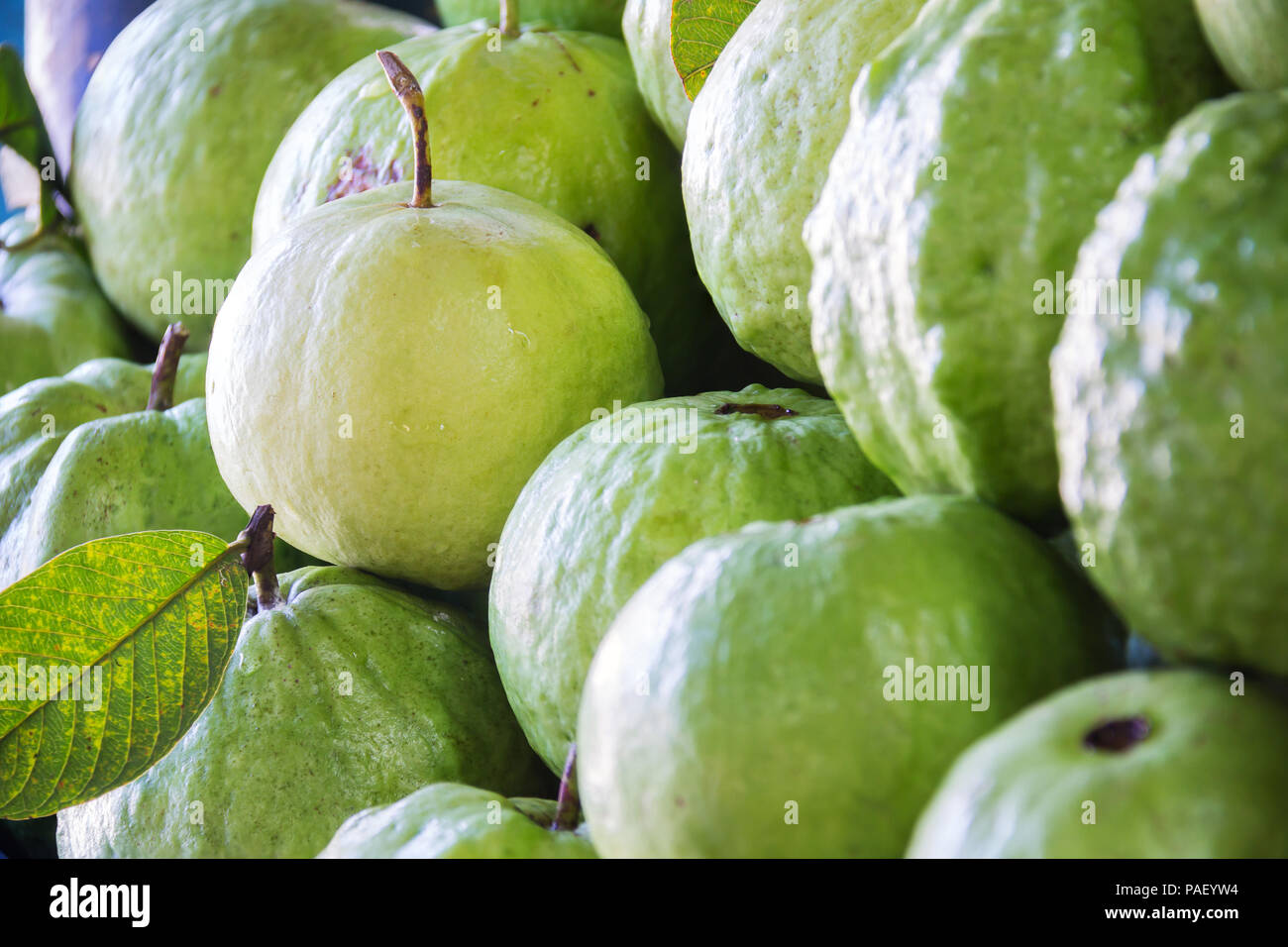 Fresh ripe guava Stock Photo - Alamy