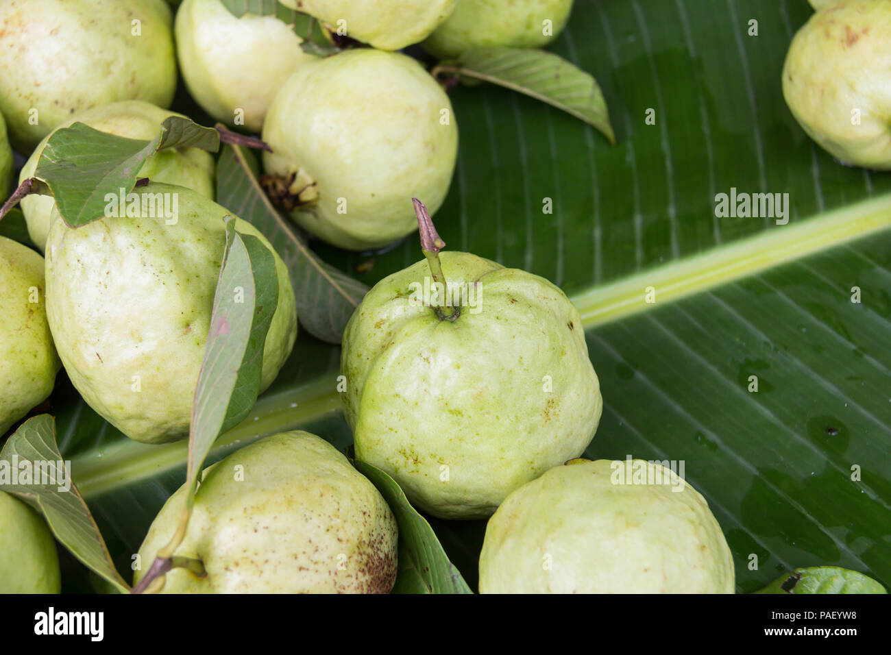 Ripe guava hi-res stock photography and images - Alamy