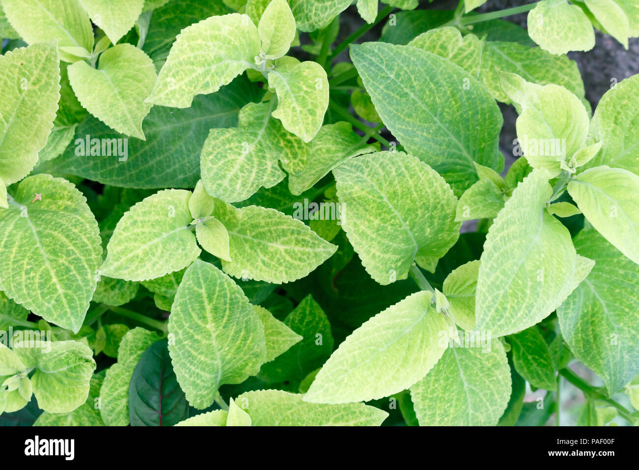 Green leaf pattern background, top view from above Stock Photo - Alamy
