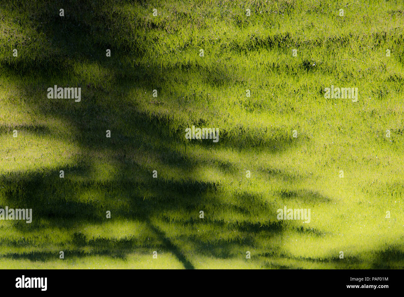 Dreamlike young tree shadow on a green spring grass in the morning dew ...