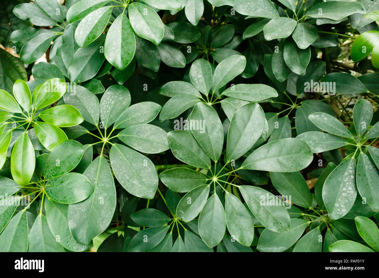 Green leaf pattern background, top view from above Stock Photo - Alamy