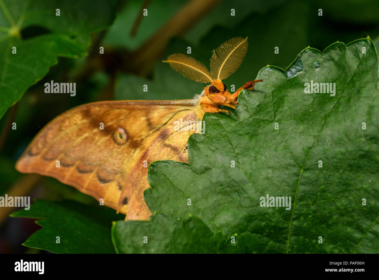 Large Yellow Moth Stock Photos & Large Yellow Moth Stock Images - Alamy