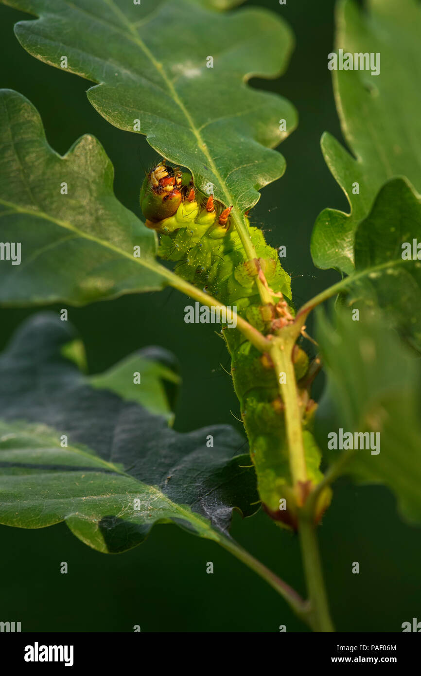 Japanese Oak Silkmoth - Antheraea yamamai, large yellow and orange moth ...