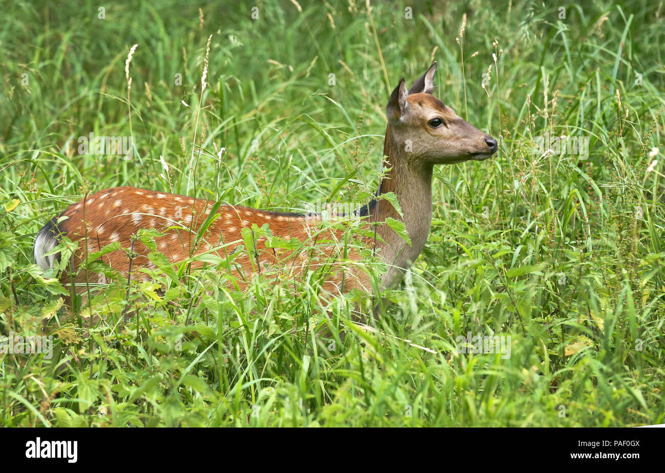 Female fallow deer hi-res stock photography and images - Alamy