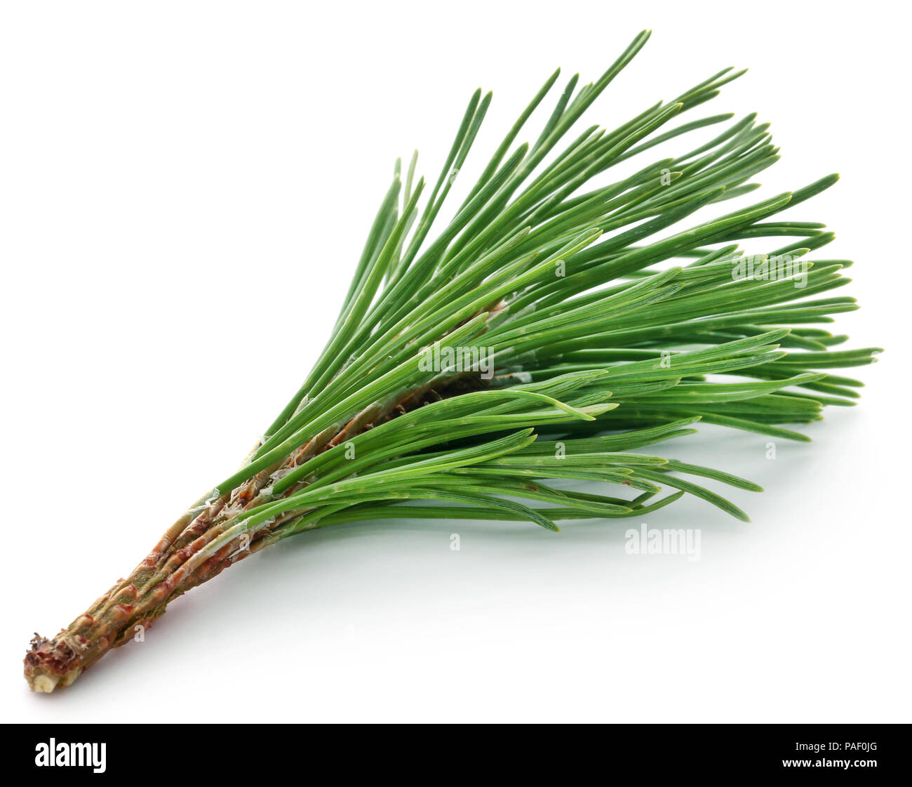Christmas tree isolated pine Cut Out Stock Images & Pictures - Alamy