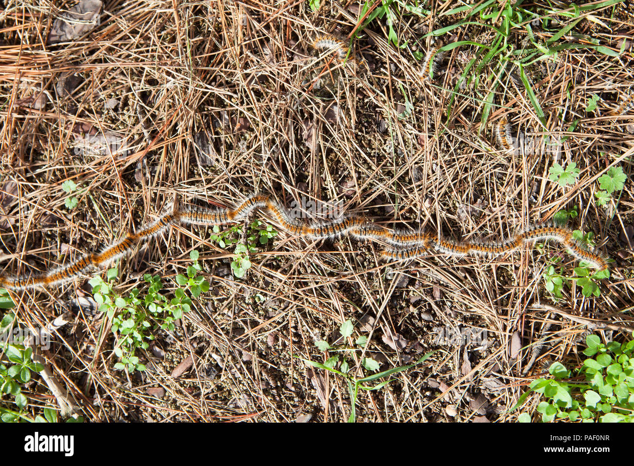 Procession of Caterpillar Pine Processionary, Thaumetopoea pityocampa ...